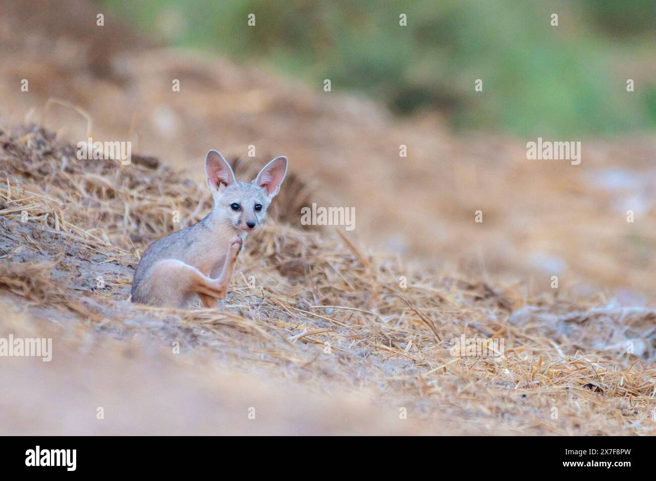 The Bengal fox, also known as the Indian fox, is a fox endemic to the ...