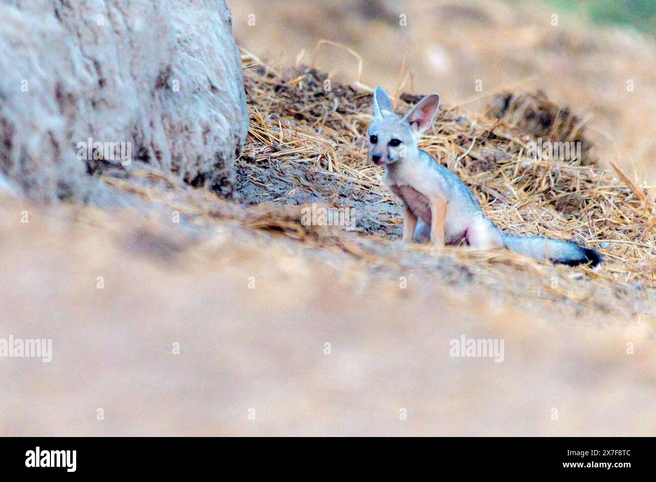 The Bengal fox, also known as the Indian fox, is a fox endemic to the ...