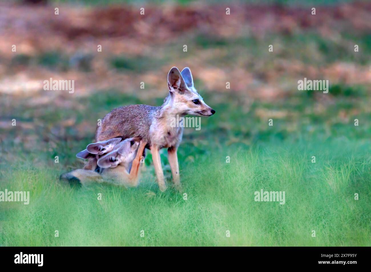 The Bengal fox, also known as the Indian fox, is a fox endemic to the ...