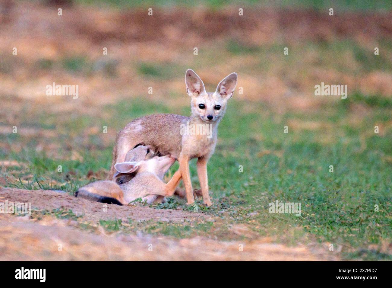 The Bengal fox, also known as the Indian fox, is a fox endemic to the ...