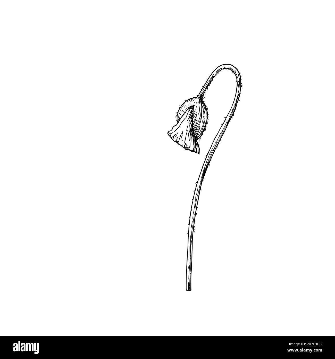 Vector poppy. Hand painted linear papaver flower. Graphic illustration ...