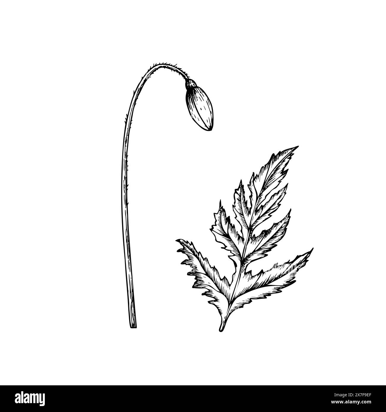 Vector poppy. Hand painted linear papaver flower. Graphic illustration ...