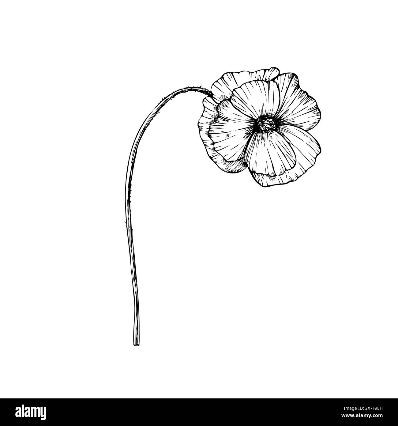 Vector poppy. Hand painted linear papaver flower. Graphic illustration ...