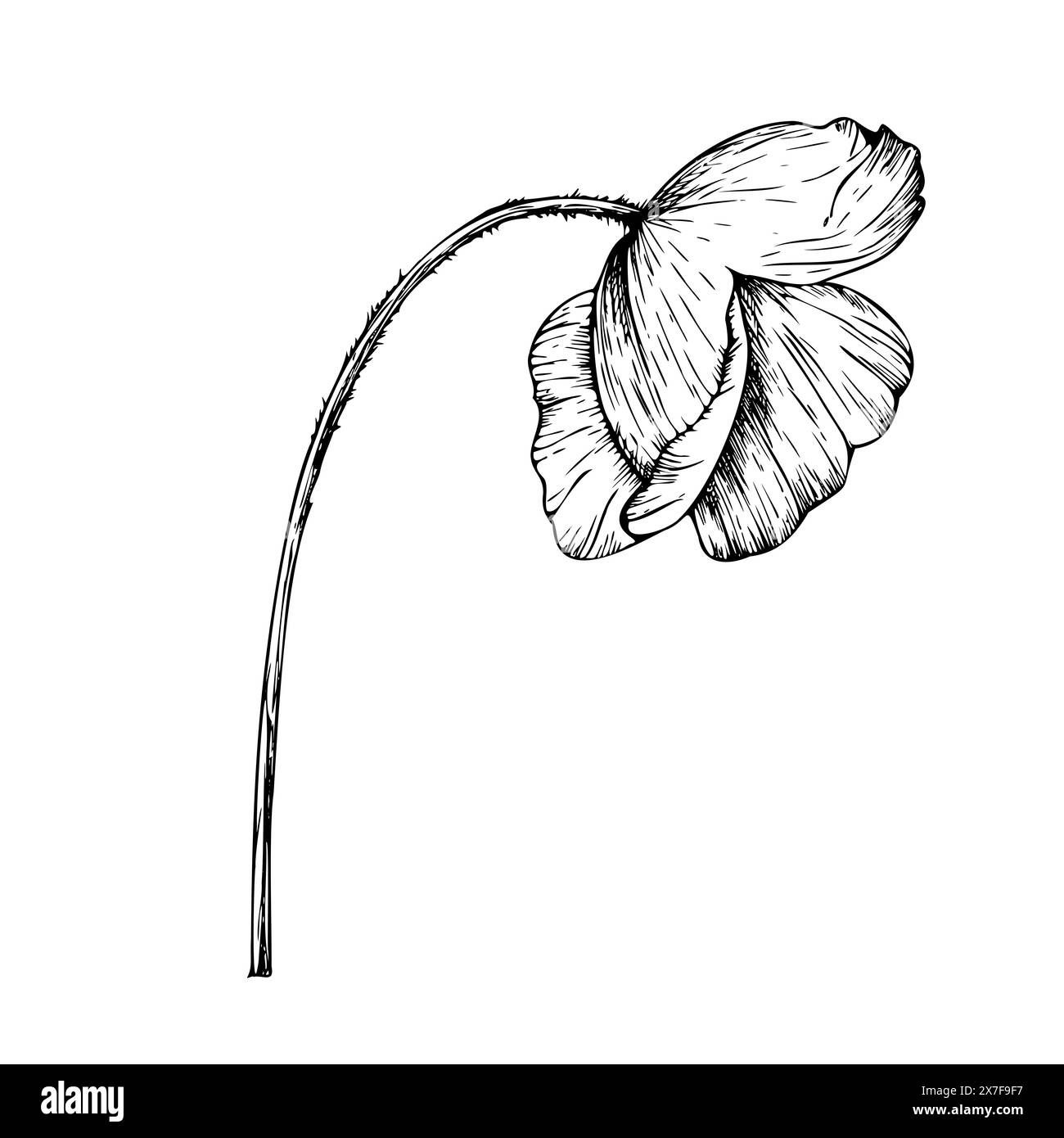 Vector poppy. Hand painted linear papaver flower. Graphic illustration ...