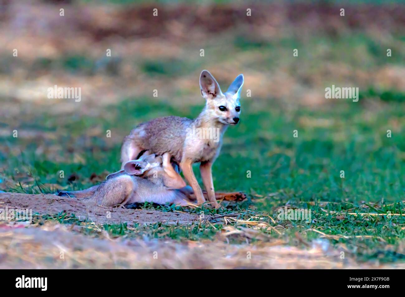 The Bengal fox, also known as the Indian fox, is a fox endemic to the ...