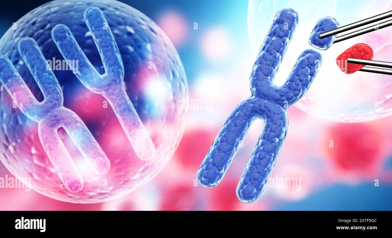 Replacing a damaged X chromosome section. Genetic engineering, GMO ...