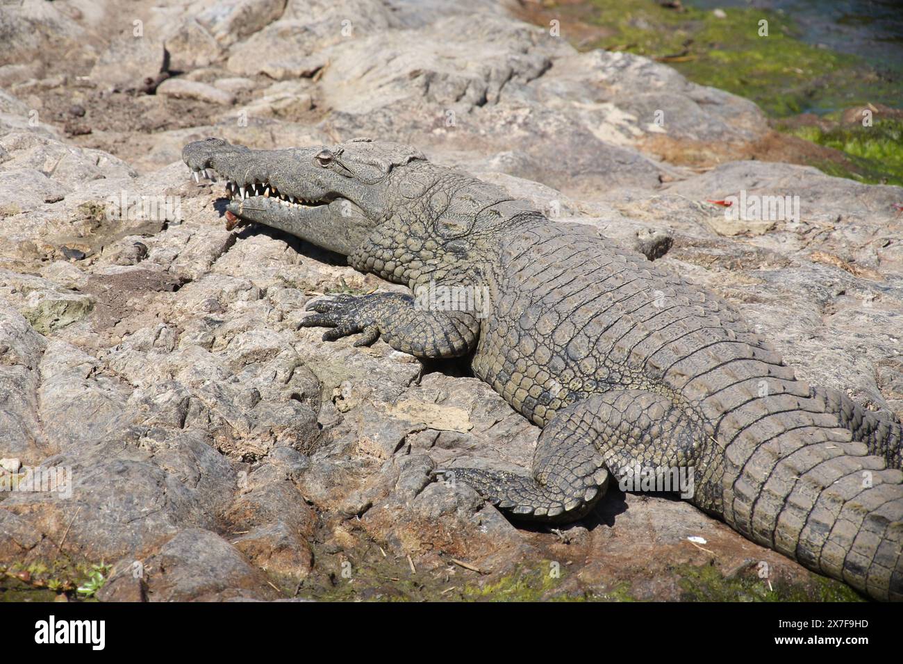 Nilkrokodil / Nile crocodile / Crocodylus niloticus Stock Photo - Alamy