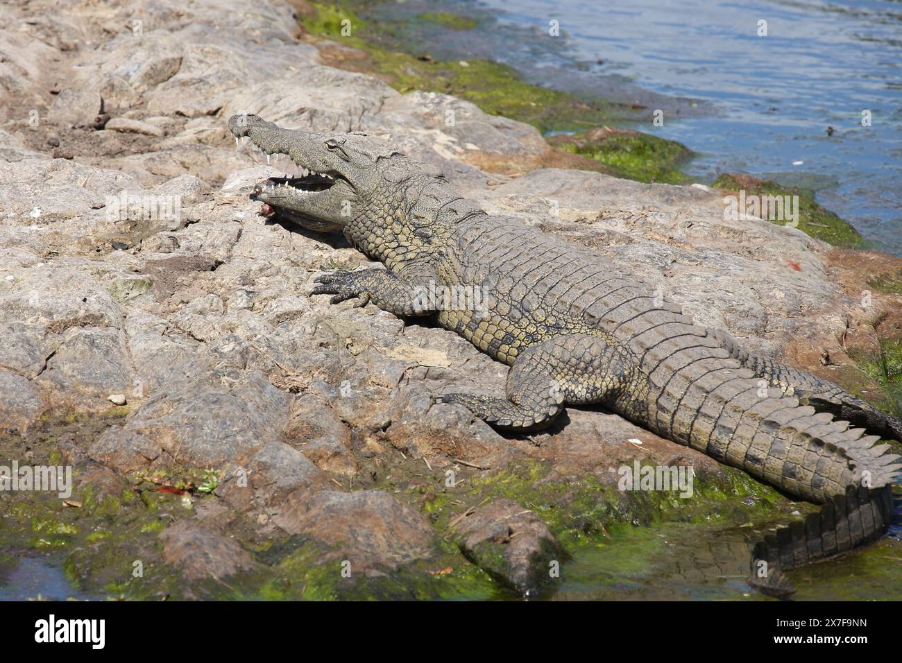Nilkrokodil / Nile crocodile / Crocodylus niloticus Stock Photo - Alamy