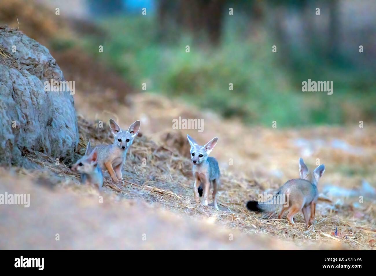 The Bengal fox, also known as the Indian fox, is a fox endemic to the ...