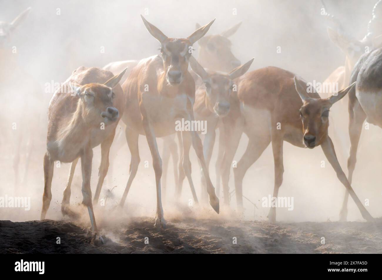 The blackbuck, also known as the Indian antelope, is a medium-sized ...
