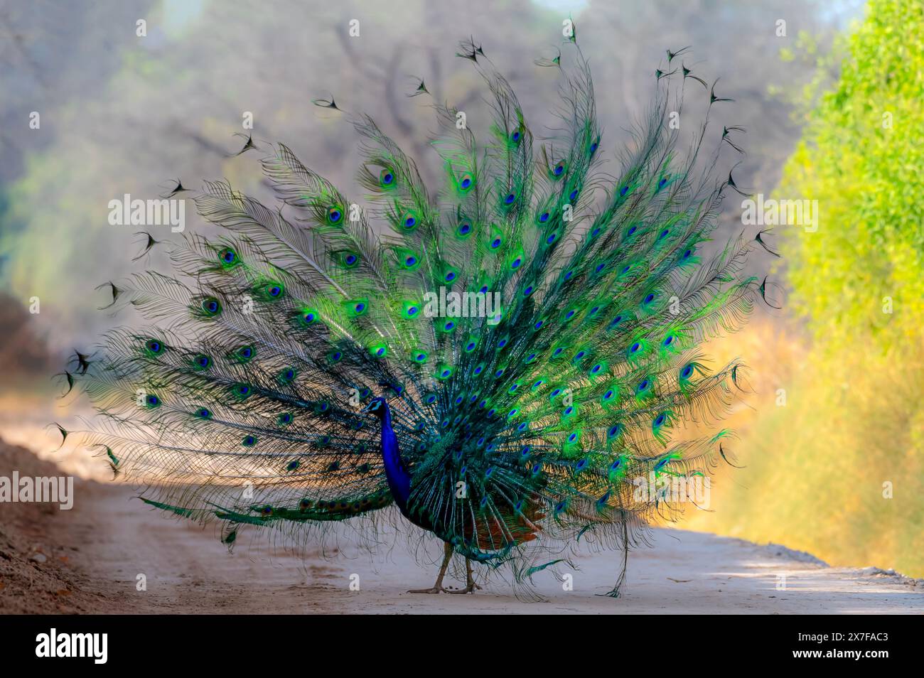 Full wings span hi-res stock photography and images - Alamy