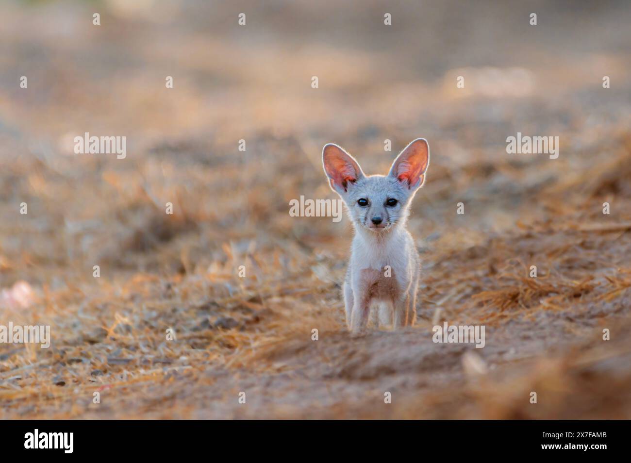 The Bengal fox, also known as the Indian fox, is a fox endemic to the ...