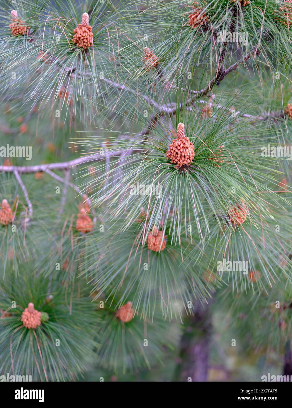 Indian fir tree hi-res stock photography and images - Alamy