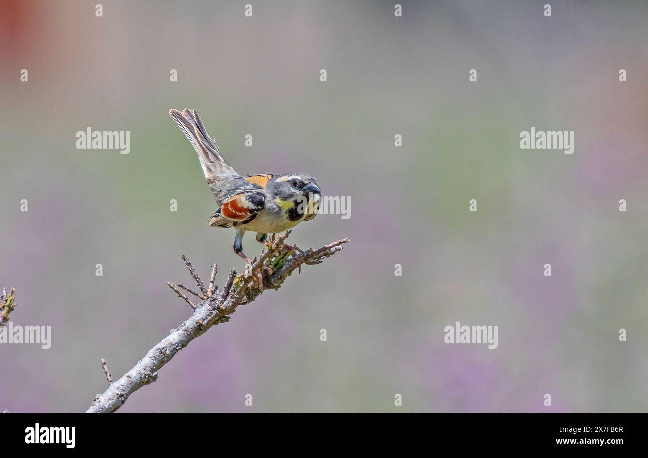 Dead sea sparrow passer moabiticus hi-res stock photography and images ...