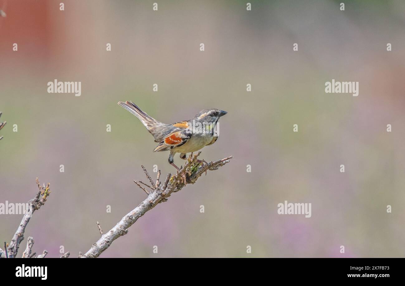 Dead Sea Sparrow (Passer moabiticus) is a cute sparrow species living ...