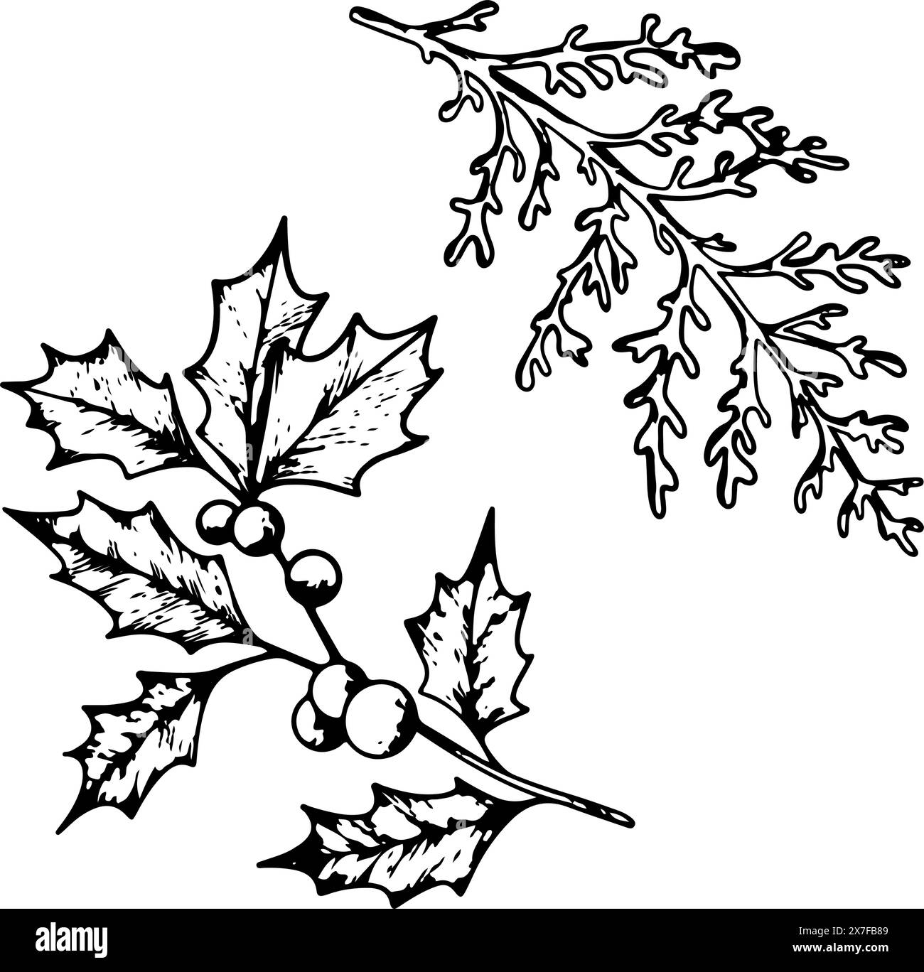 Set of Christmas plants line art. Ink graphic twig of ilex with berries ...