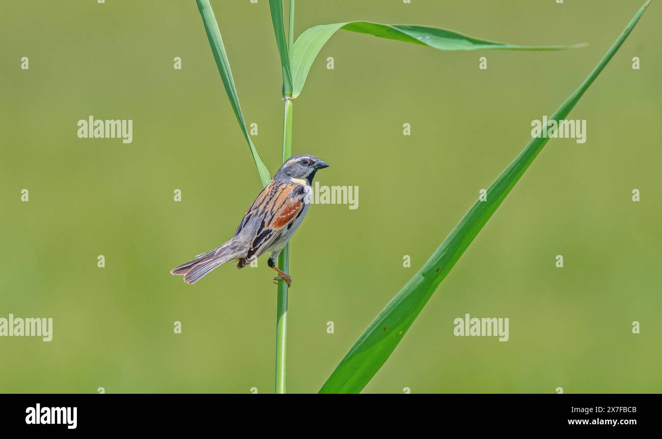 Dead Sea Sparrow (Passer moabiticus) is a cute sparrow species living ...