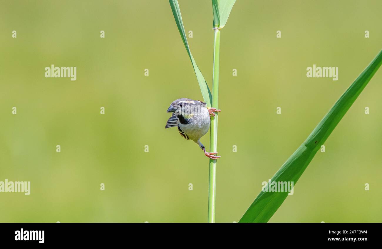 Dead Sea Sparrow (Passer moabiticus) is a cute sparrow species living ...