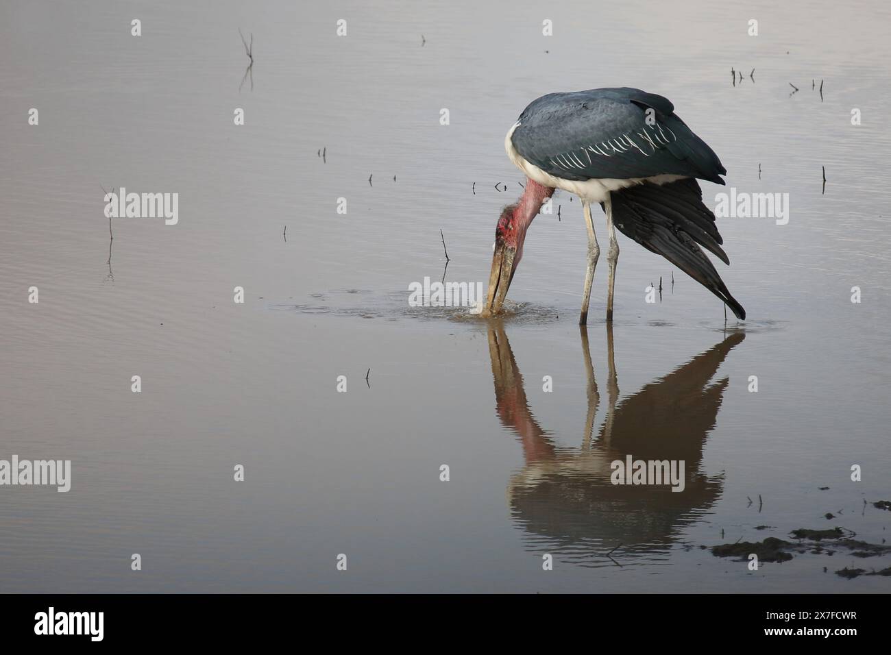 Marabou storch hi-res stock photography and images - Alamy