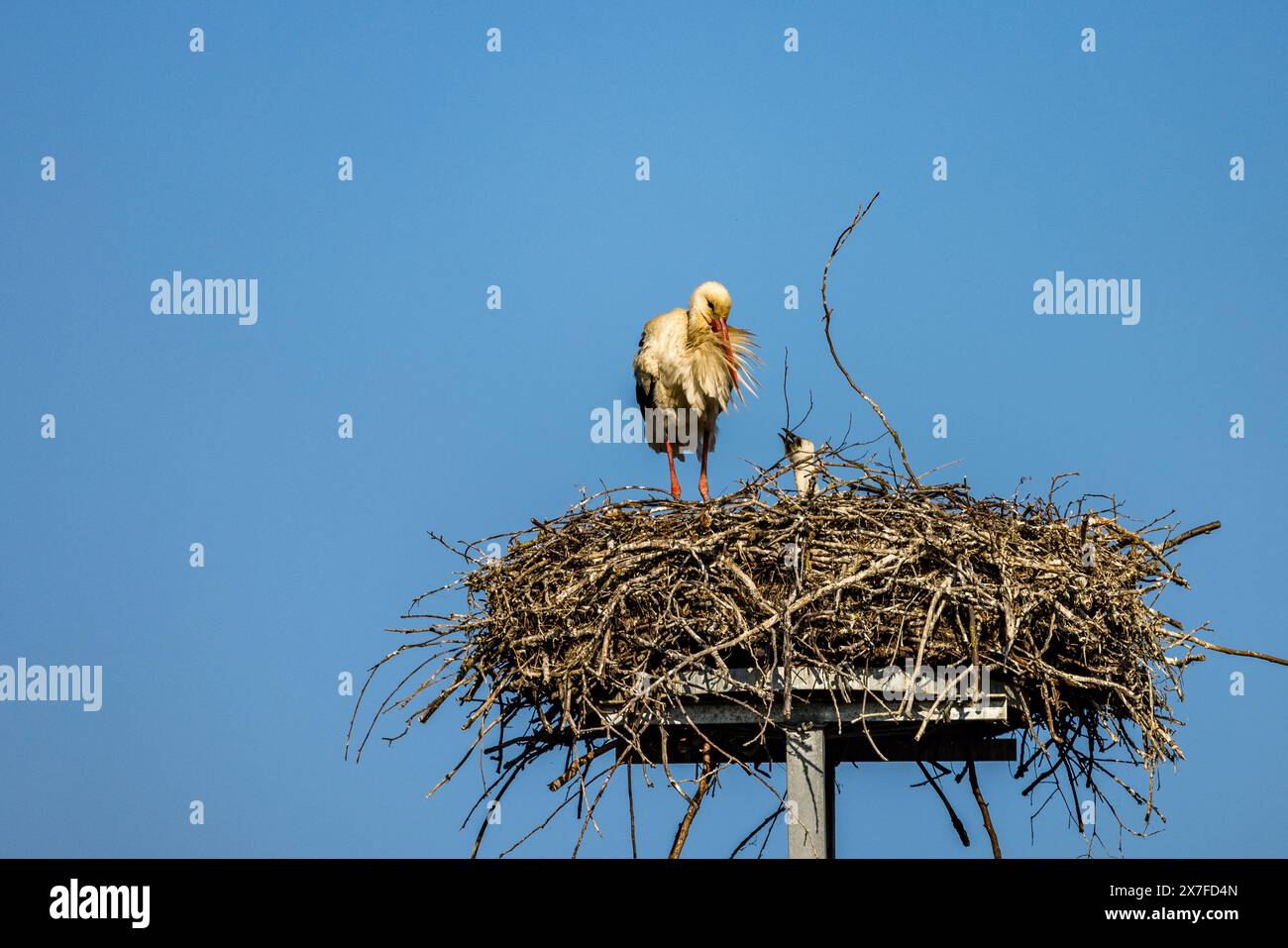 Werben, Germany. 20th May, 2024. A young stork stretches its beak out ...
