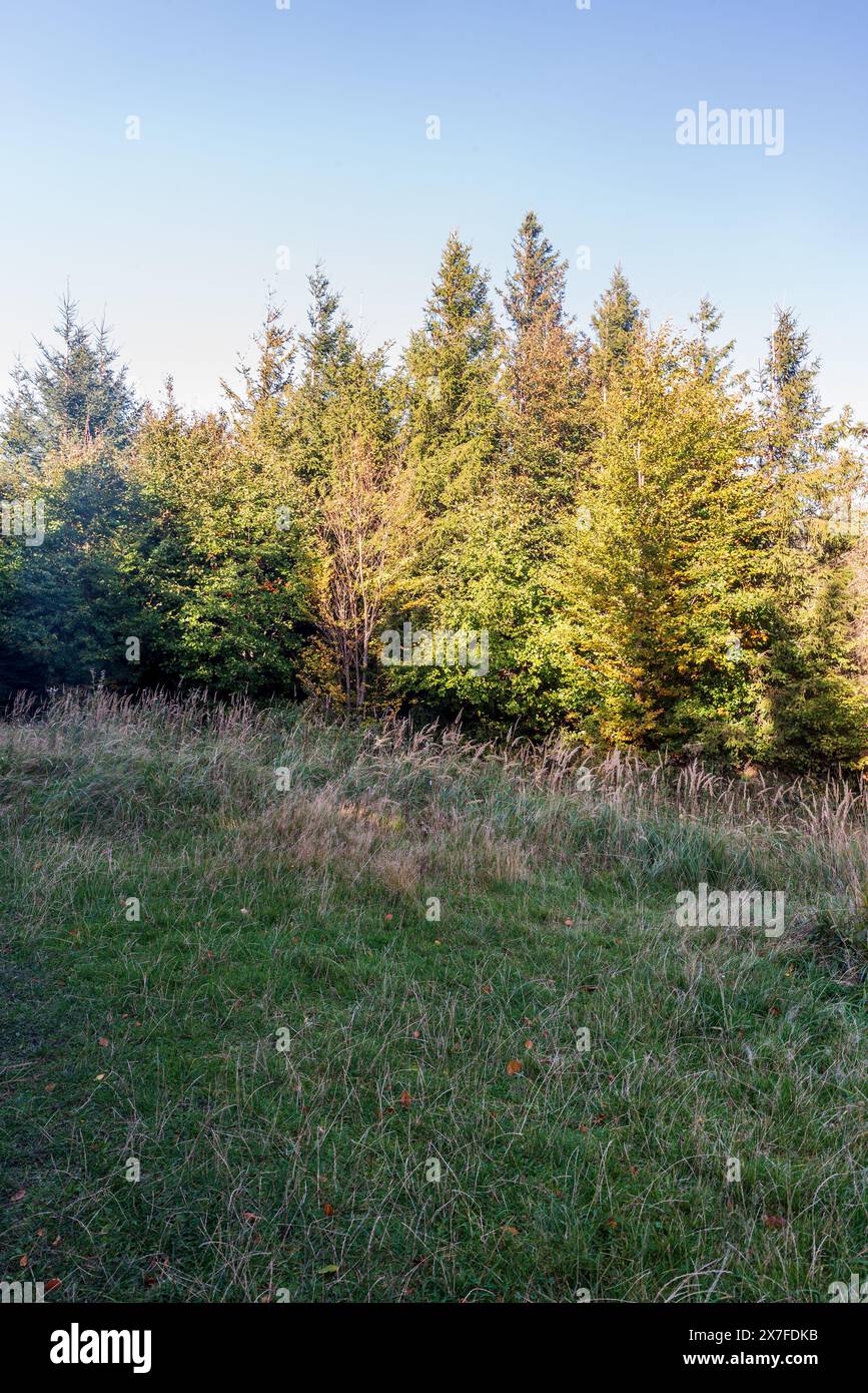 Small meadow with trees around and clear sky above dring autumn on Mala ...