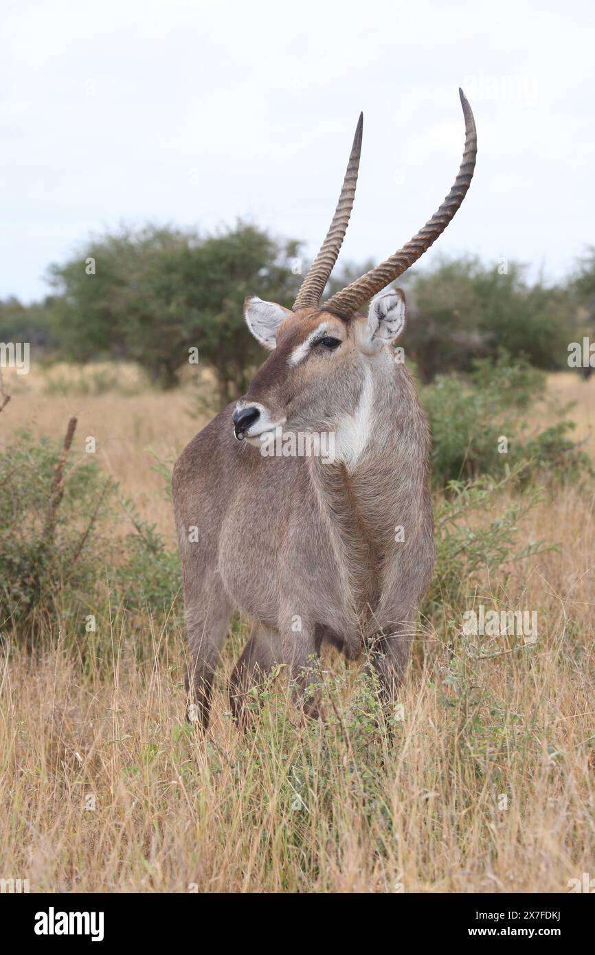 Wasserbock / Waterbuck / Kobus ellipsiprymnus Stock Photo - Alamy