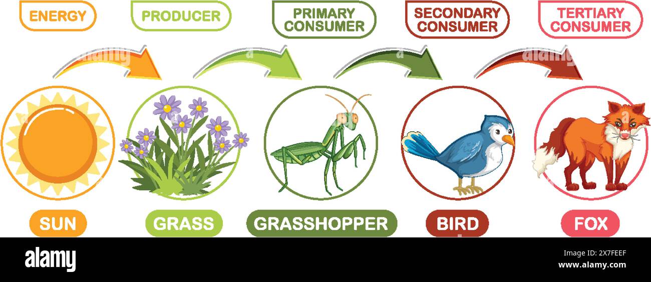 Simple food chain diagram hi-res stock photography and images - Alamy Simple food chain diagram hi-res stock photography and images - Alamy