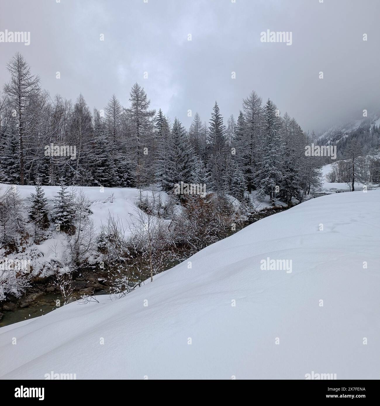 Breathtaking scene forest covered hi-res stock photography and images ...