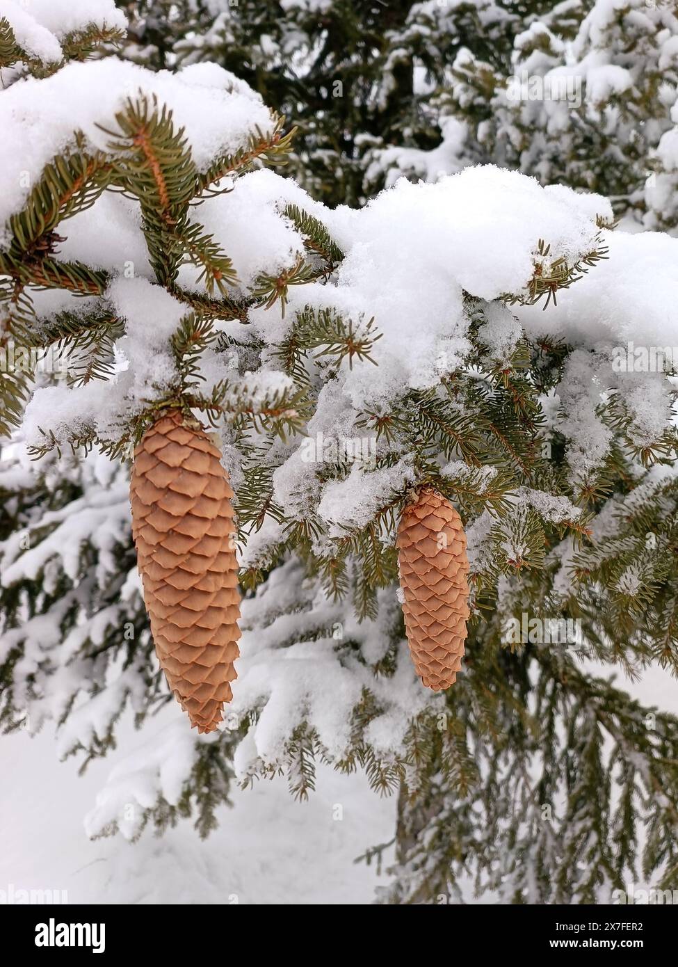 Alpine pine cone snow hi-res stock photography and images - Alamy