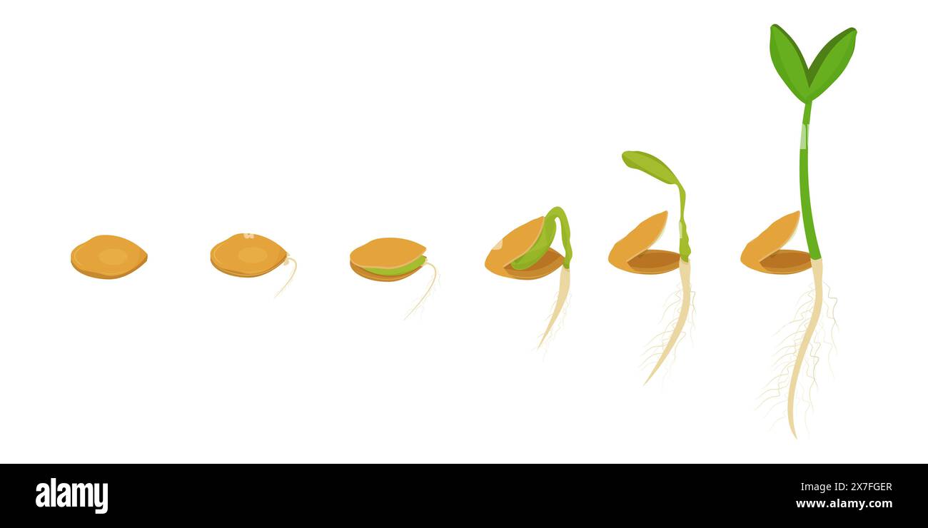 Process of growing plant from seed to stem. Six stages of process ...