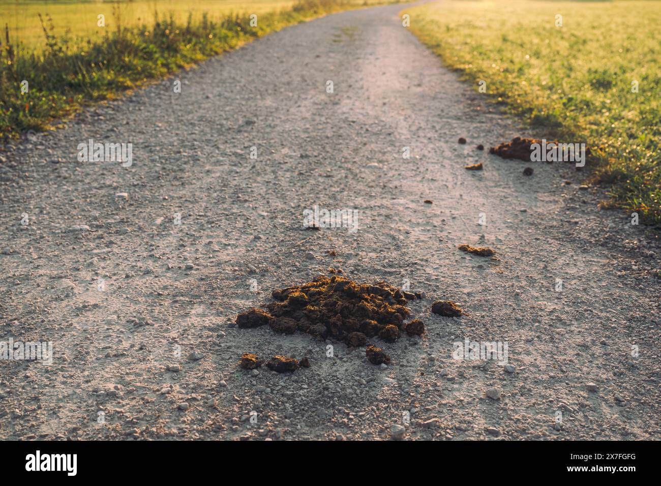 Pile Of Horse Dung Or Manure On Gravel Road Through Rural Countryside