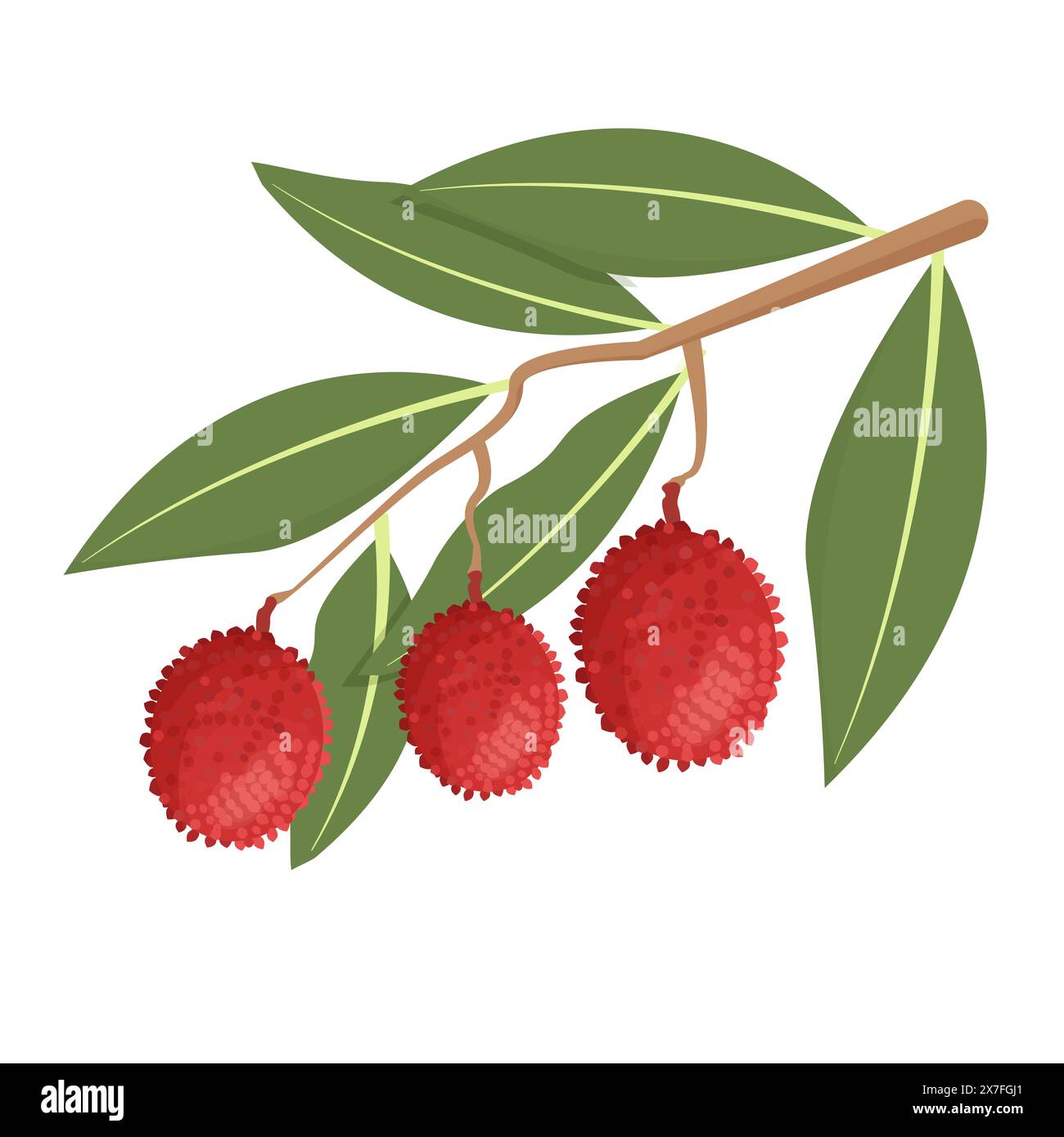 Lychees on branch with leaves isolated on white background stock vector ...