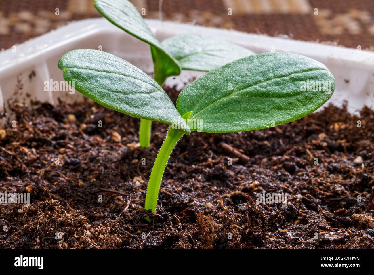 cucumber plant closeup seedlings Stock Photo - Alamy