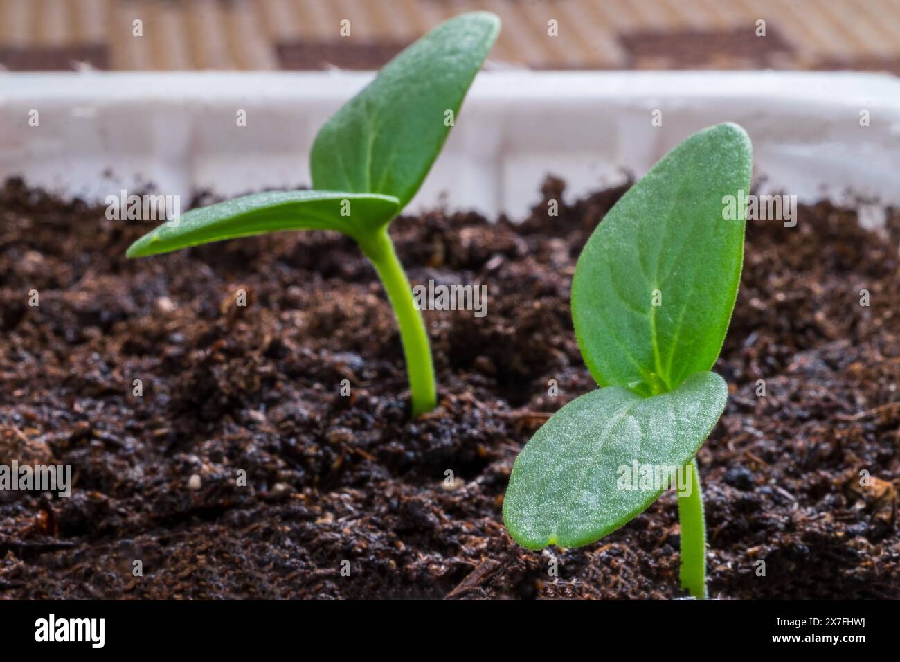 cucumber plant closeup seedlings Stock Photo - Alamy