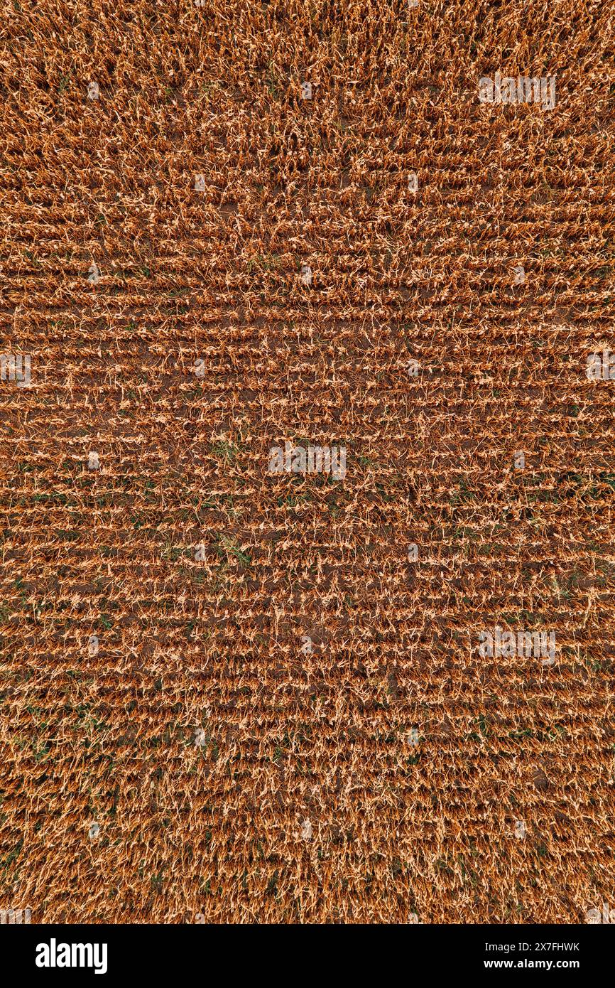 Aerial shot of ripe corn crop plantation field from drone pov, as ...