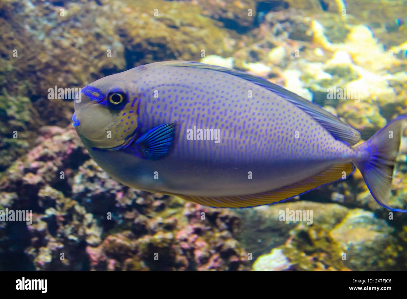 Yellow-finned surgeon fish (Latin Acanthurus xanthopterus). Blue parrot ...