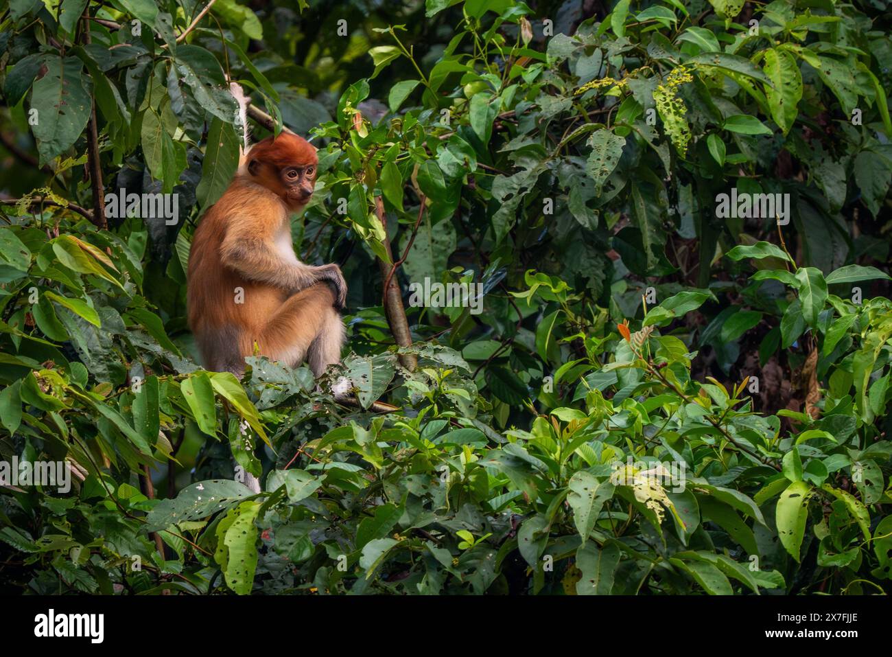 Proboscis Monkey - Nasalis larvatus, beautiful unique primate with ...