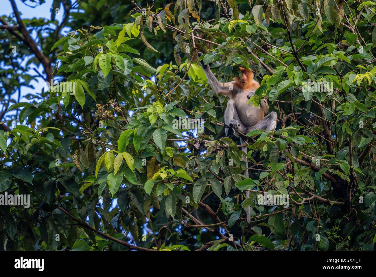 Proboscis Monkey - Nasalis larvatus, beautiful unique primate with ...