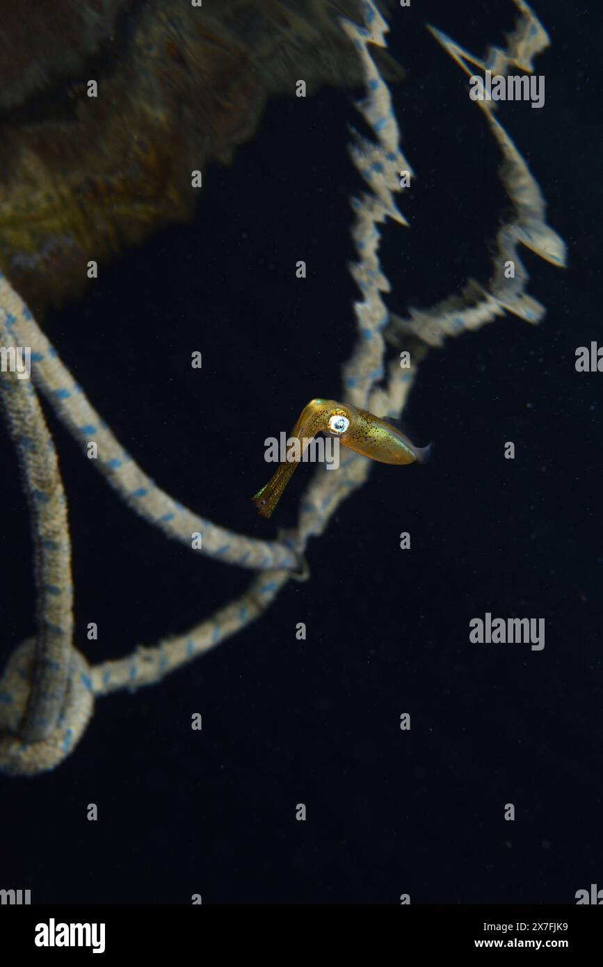 Small squid at night Stock Photo - Alamy