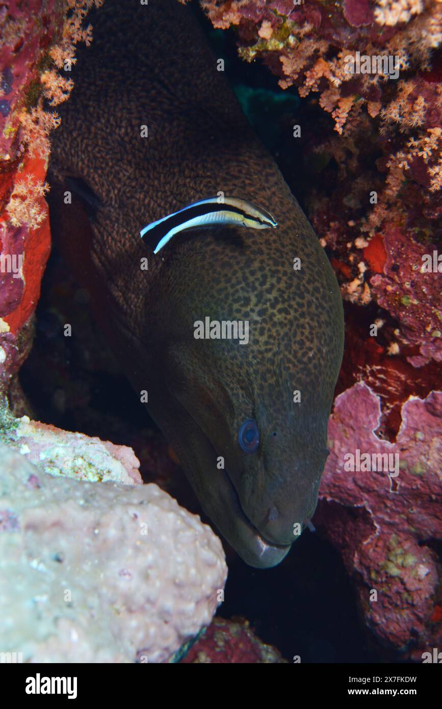 Giant moray eel Stock Photo - Alamy
