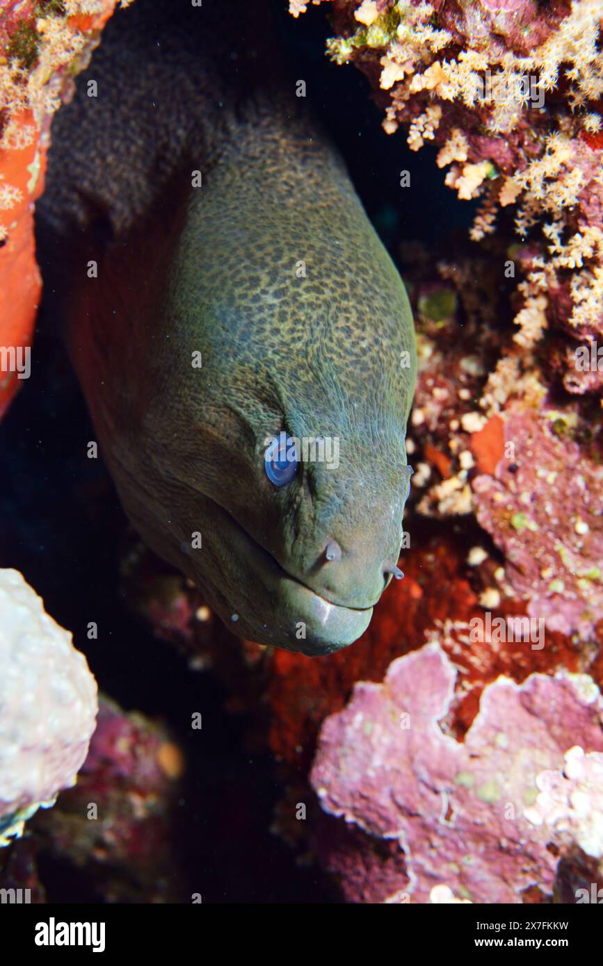 Giant moray eel Stock Photo - Alamy