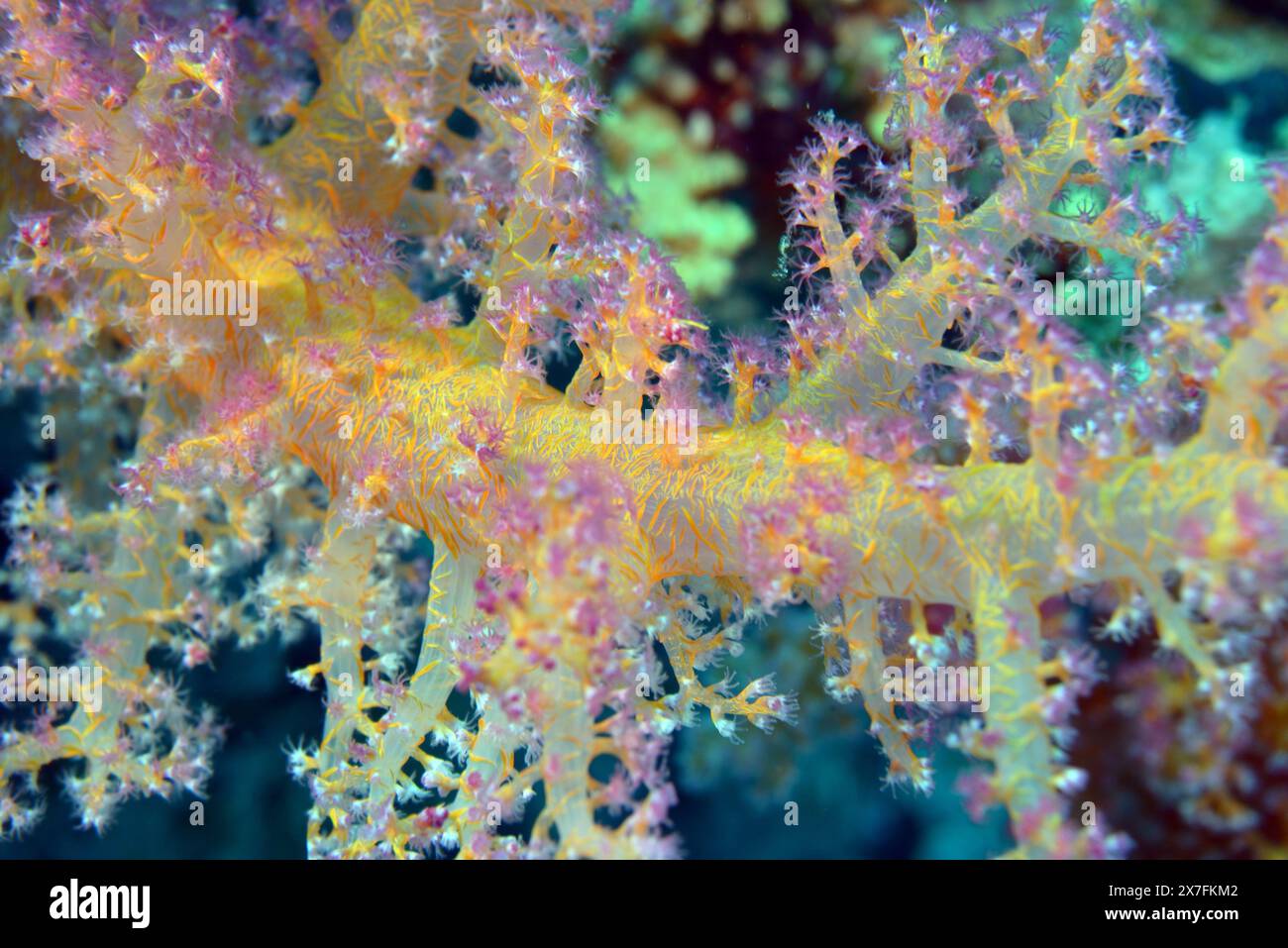 Soft corals in Egypt Stock Photo - Alamy