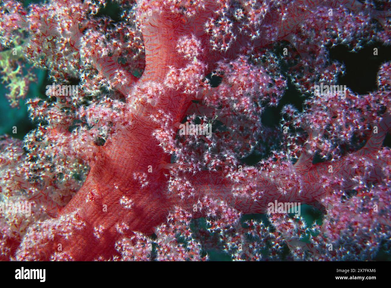 Soft corals in Egypt Stock Photo - Alamy