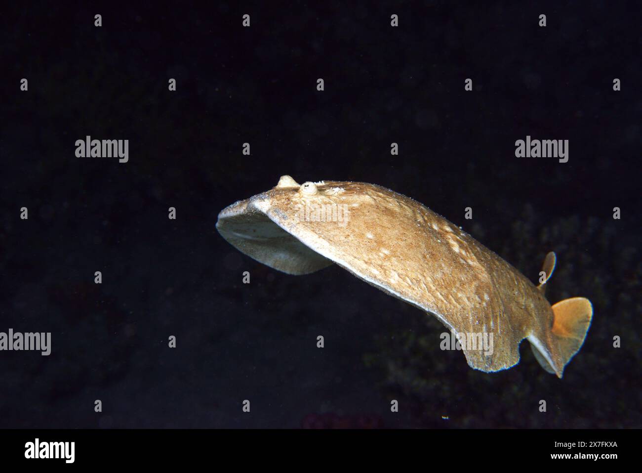 Leopard torpedo ray Stock Photo - Alamy
