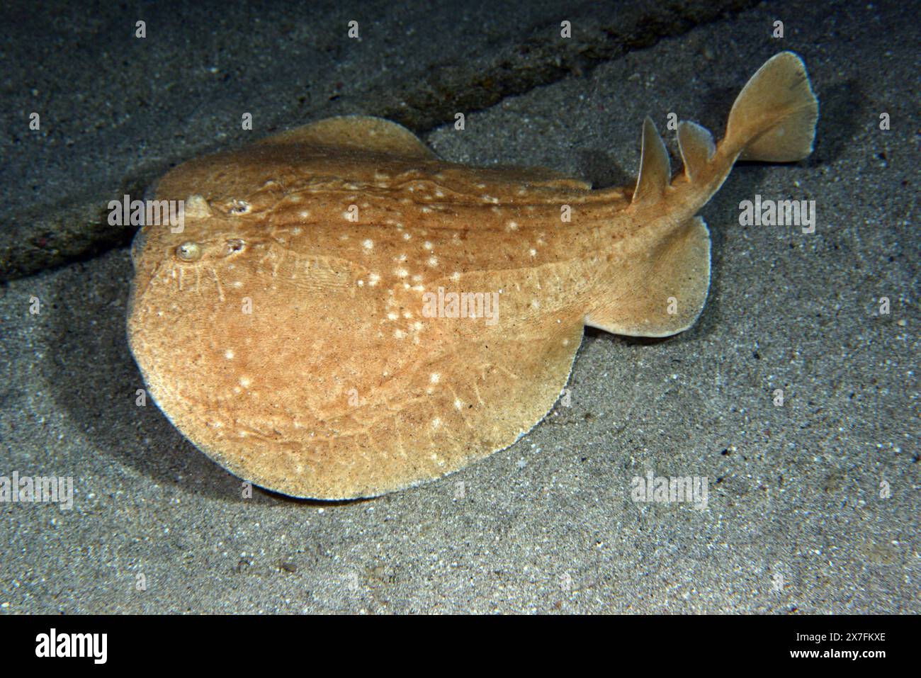 Leopard torpedo ray Stock Photo - Alamy