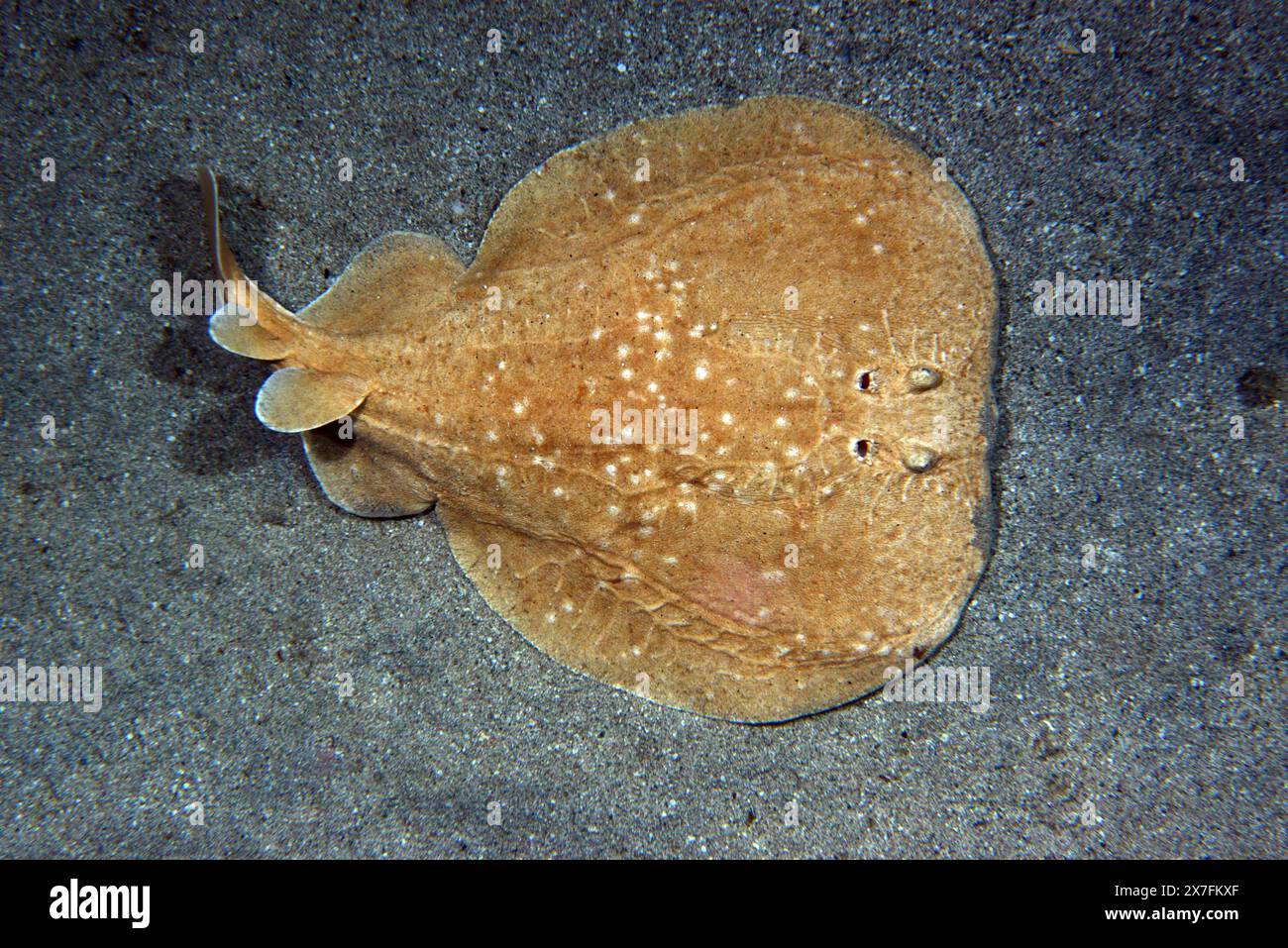 Leopard torpedo ray Stock Photo - Alamy