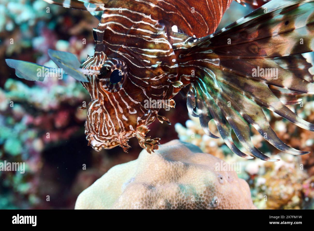 Lionfish pterois miles egypt hi-res stock photography and images - Alamy