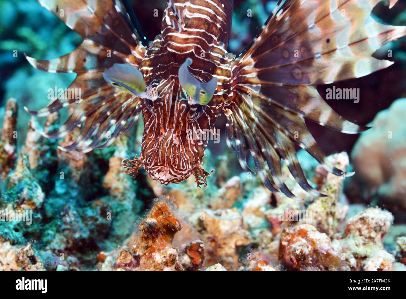 Common spiny fish hi-res stock photography and images - Alamy