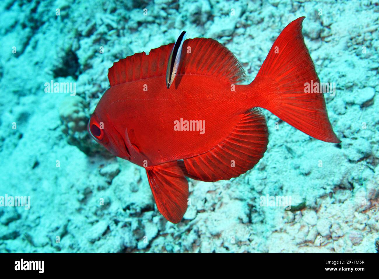 Crescent-tail bigeye fish Stock Photo - Alamy