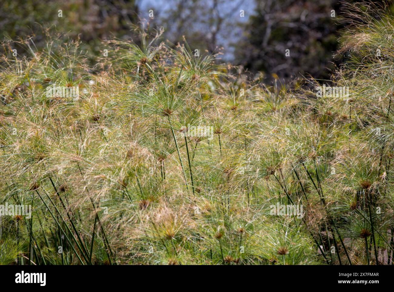 Papyrus cyperus swamp in hi-res stock photography and images - Alamy